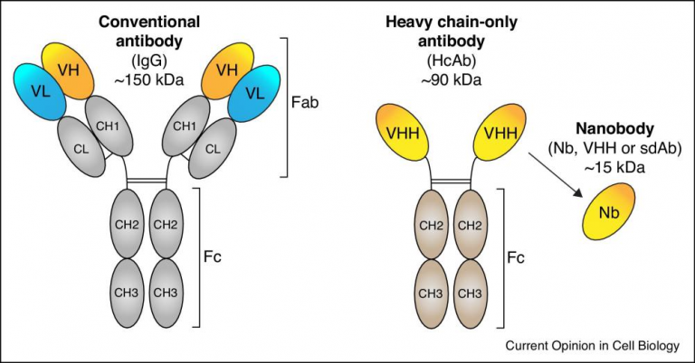 Single-domain Antibodies and GPCRs – Creative Biolabs Single Domain ...