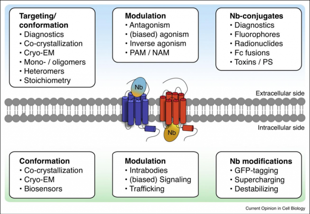 Single-domain Antibodies and GPCRs – Creative Biolabs Single Domain Antibody Blog