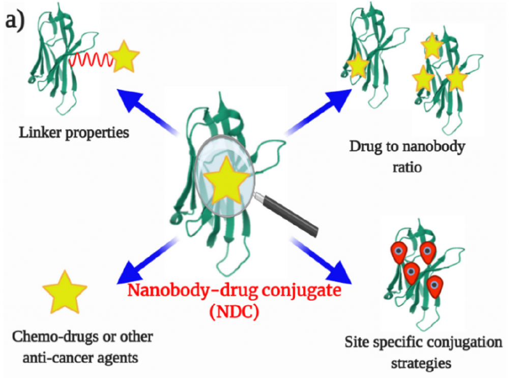 Single Domain Antibody-Drug Conjugates – Creative Biolabs Single Domain ...