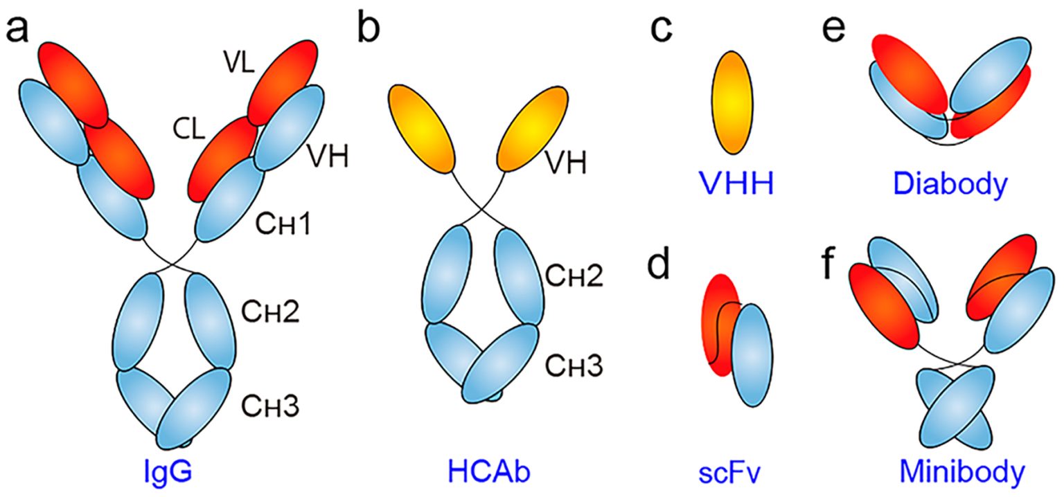 Research progress on the application of EGFR single domain antibodies in tumor imaging ...