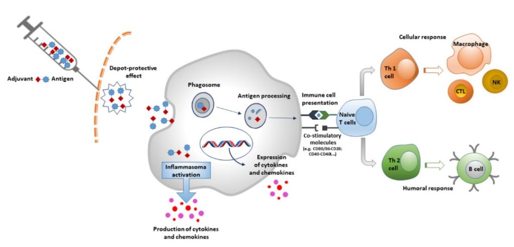 Review of Vaccine Adjuvant – Creative Biolabs Vaccine Blog