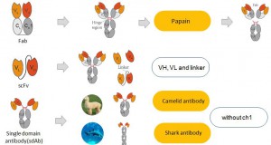 Definition and Production of Recombinant Antibody – Creative Biolabs Blog