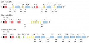 Antibody Diversity – Creative Biolabs Blog