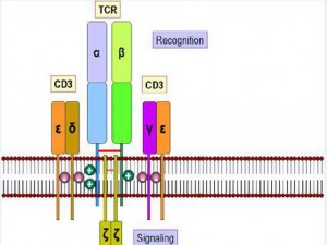 The Introduction of T Cell Proliferation Assay – Creative Biolabs Blog