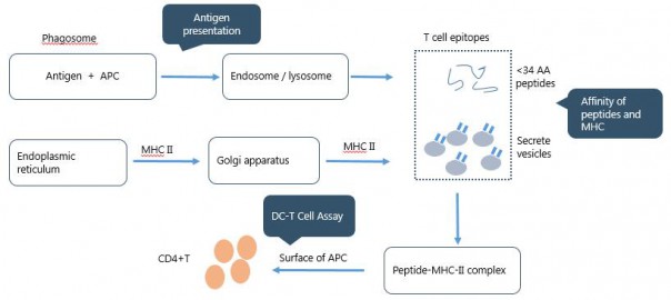 Immunogenicity Overview of Therapeutic Biologics – Creative Biolabs Blog