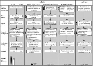 Membrane Protein Overview – Creative Biolabs Blog