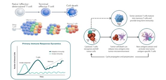 Overview on Characteristics of Tumor Immunotherapy – Creative Biolabs Blog