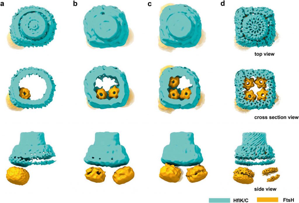 Reveal the Molecular Basis of the Functional Membrane Microdomain ...