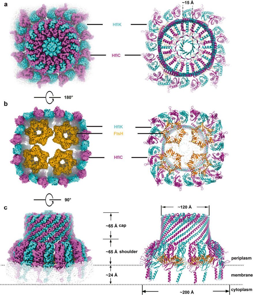 Reveal the Molecular Basis of the Functional Membrane Microdomain ...