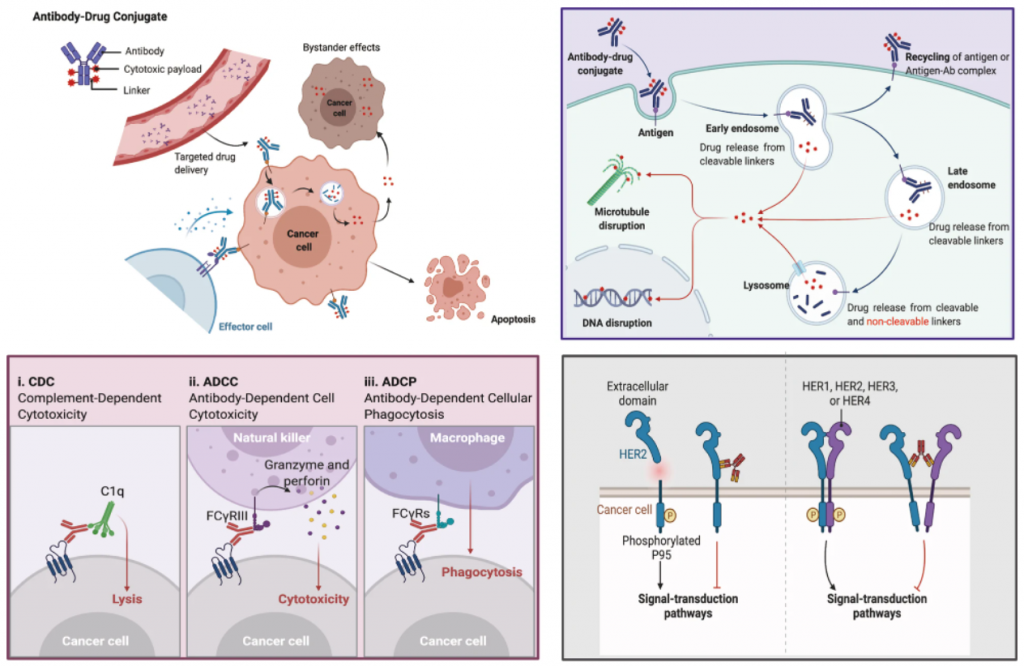 Antibody-drug Conjugate: A “Biological Missile” for Tumor Targeted ...