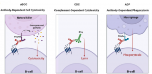 Monoclonal Antibodies: How to Choose an IgG Subtype – Creative Biolabs Blog