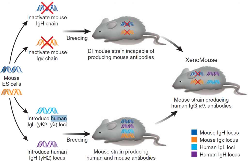 Antibody sequencing provides a new path for antibody therapy research ...