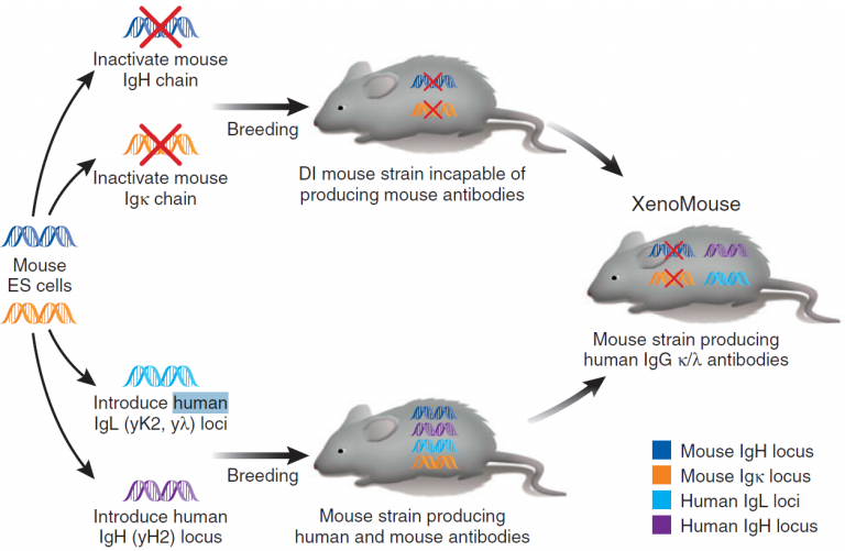 Antibody sequencing provides a new path for antibody therapy research – Creative Biolabs Blog