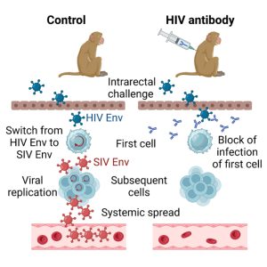 The molecular mechanism by which special antibodies protect the body ...