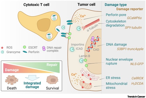 What Is Cell Lysis - Infoupdate.org