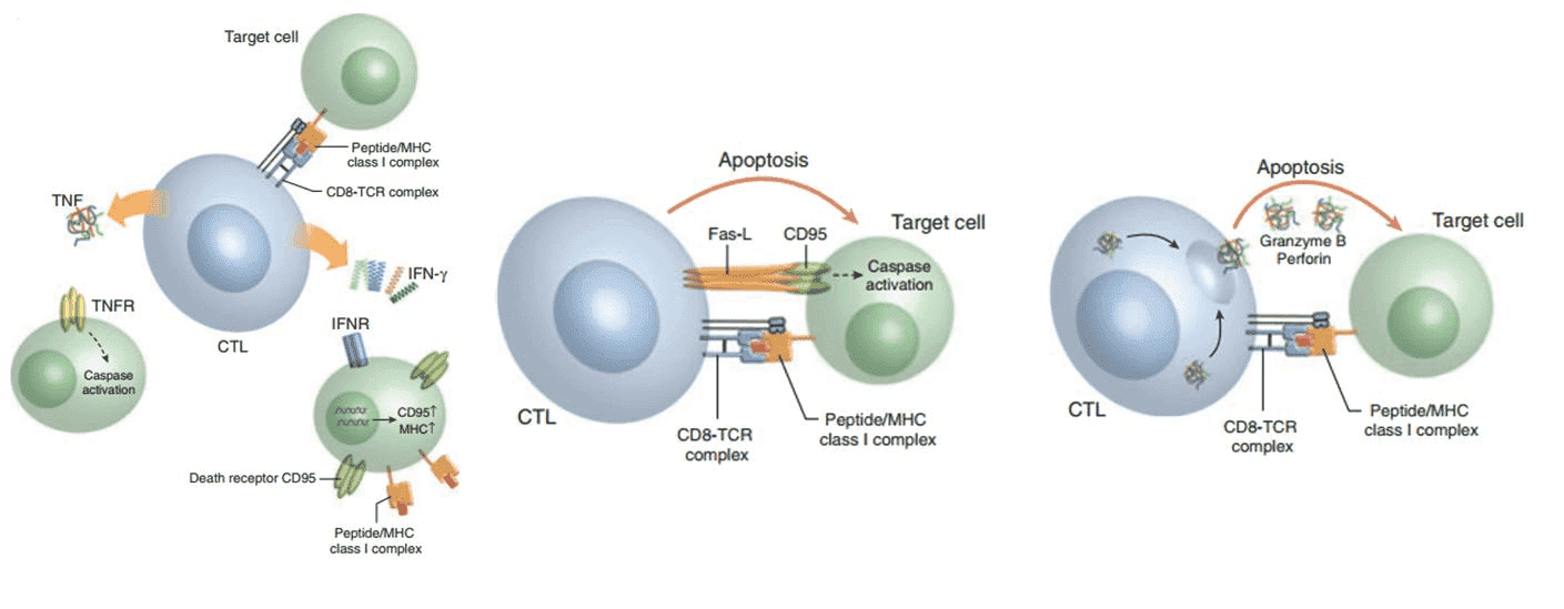 Cytotoxic T Cells Activation