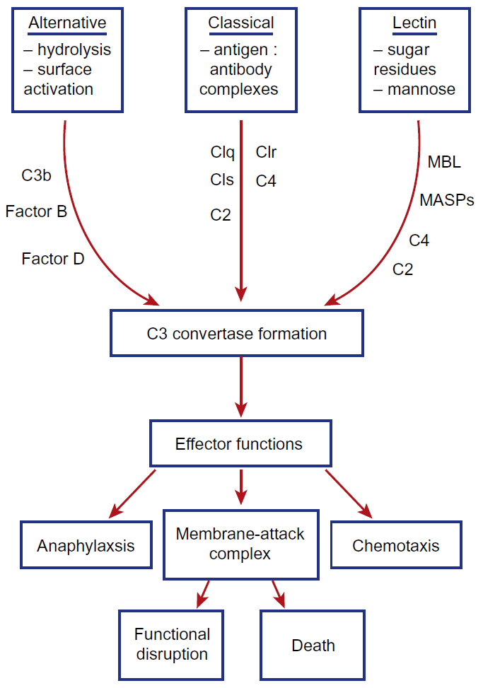 Chemotaxis