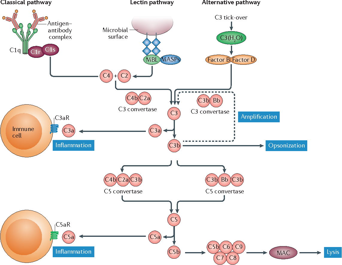 Complement C3 And C3aR Differentially Impact On Learned, 49% OFF
