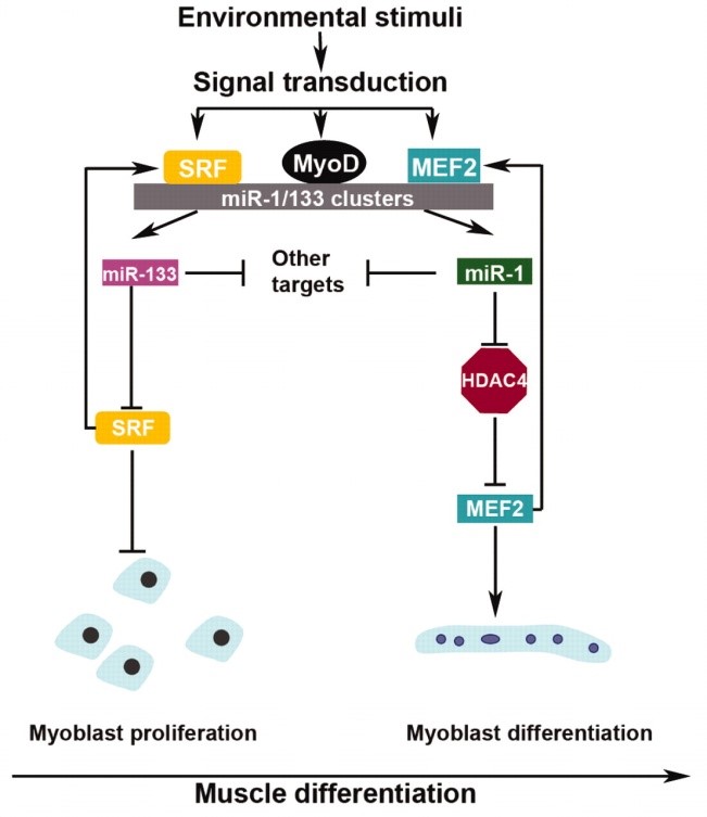 IVD Antibodies for miR-133a Marker - Creative Biolabs