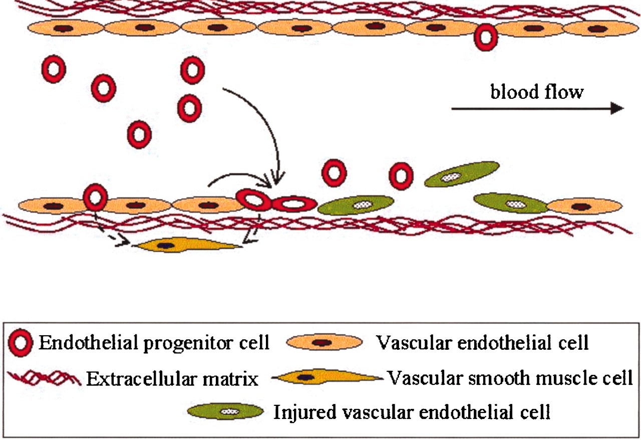 IVD Antibody Development Services for cEPCs Marker - Creative Biolabs