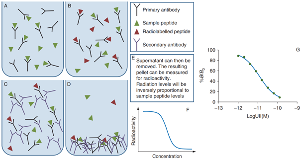 Radioimmunoassay