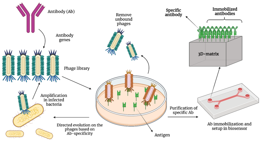 Recombinant Antibody