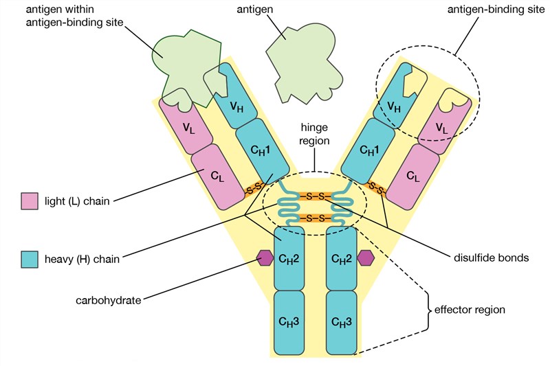 Carbohydrate Structure