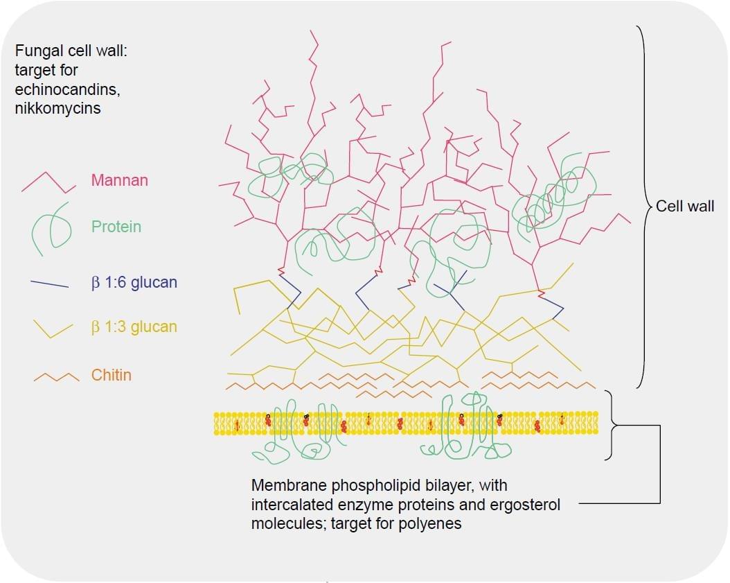 Fungal Cell Wall Structure