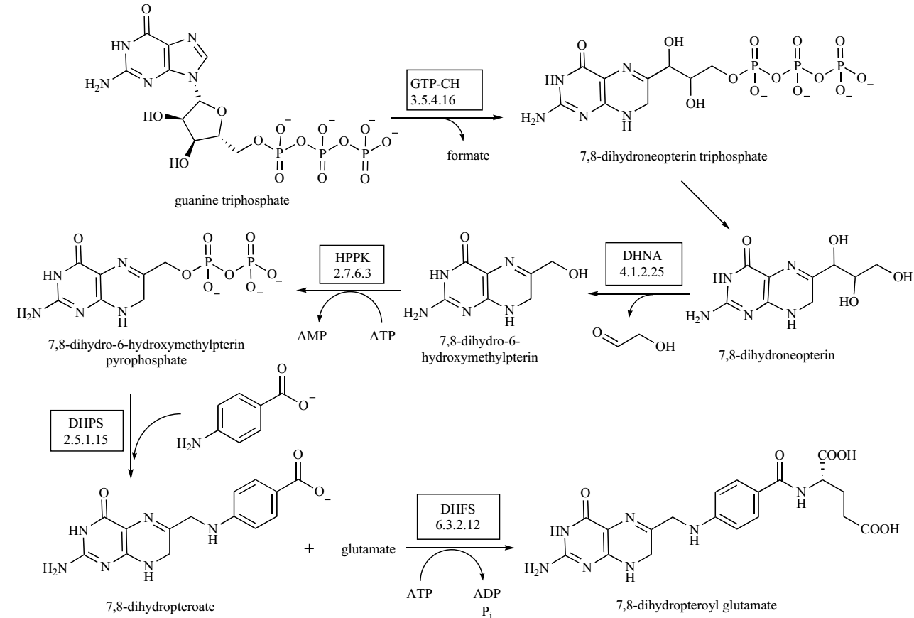 Folic Acid Pathway In Bacteria