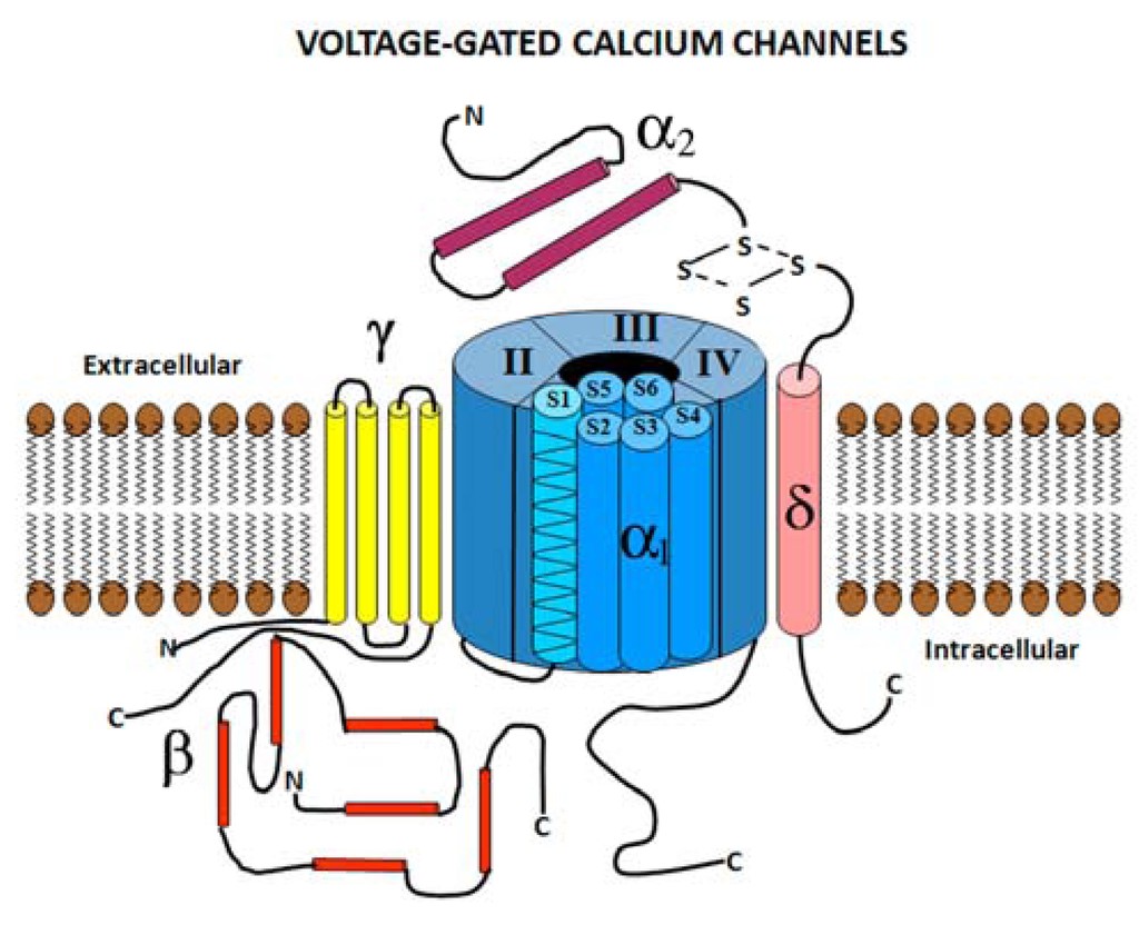 Calcium Ion Channel Gating And Regulation Of The Calcium