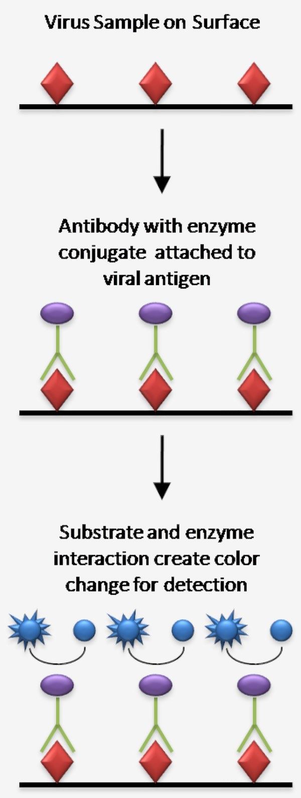 Direct Elisa Diagram