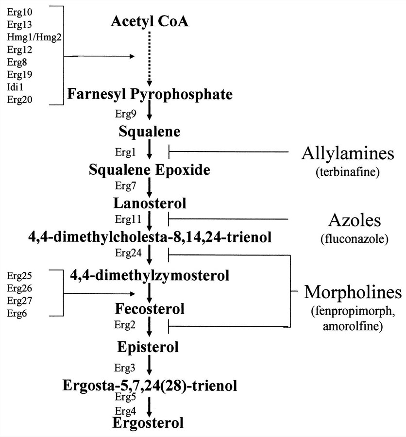 Ergosterol Function