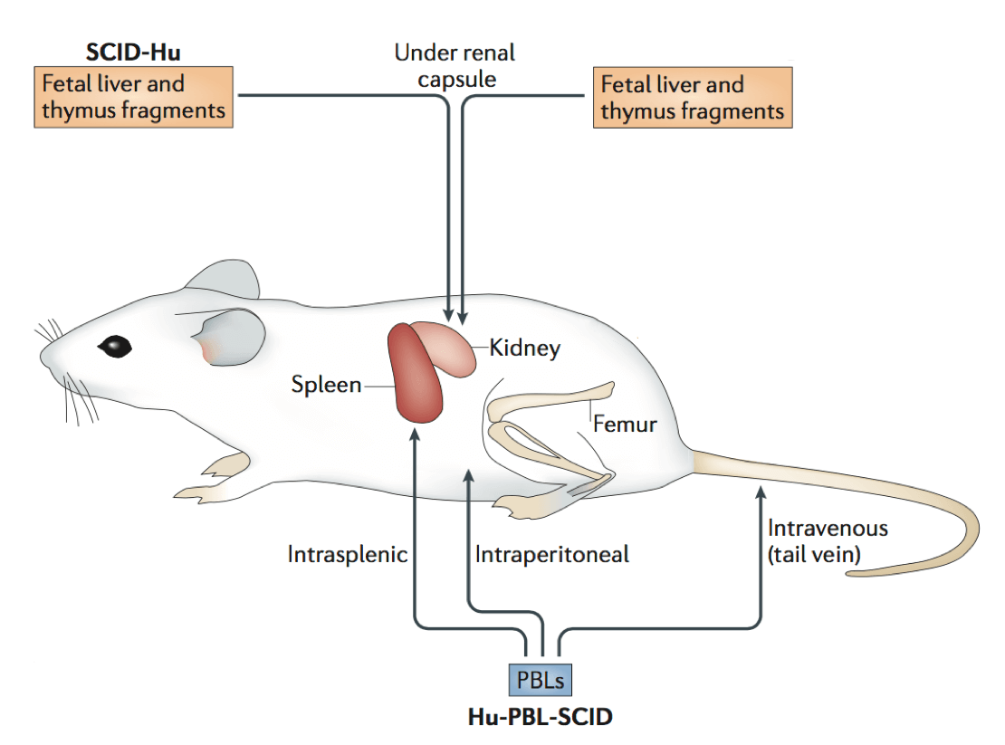 Scid Immune System In