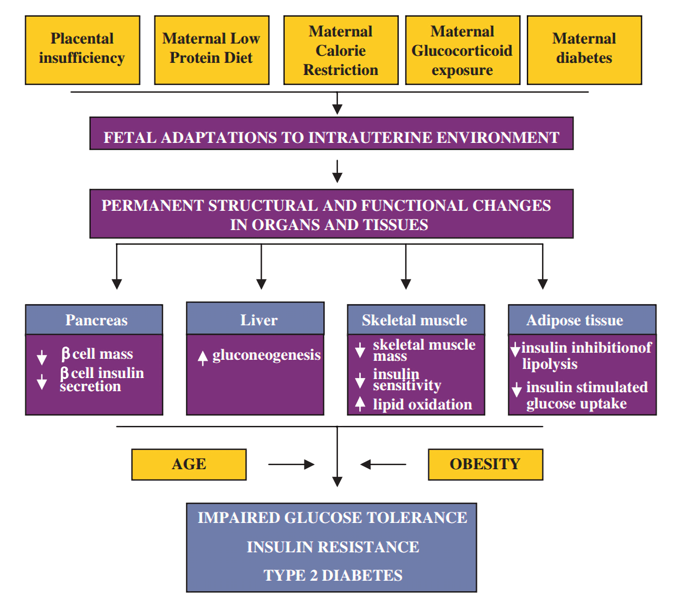 Fetal Growth Retardation