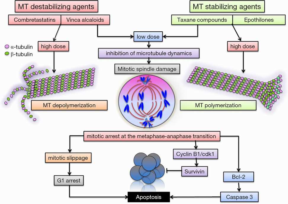 Vincristine Microtubule Anti Tumor Pharmacology Of Natural Products