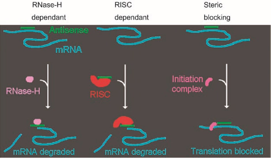 Oligonucleotide Synthesis