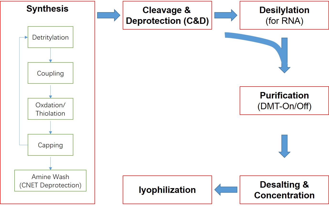 Oligonucleotide