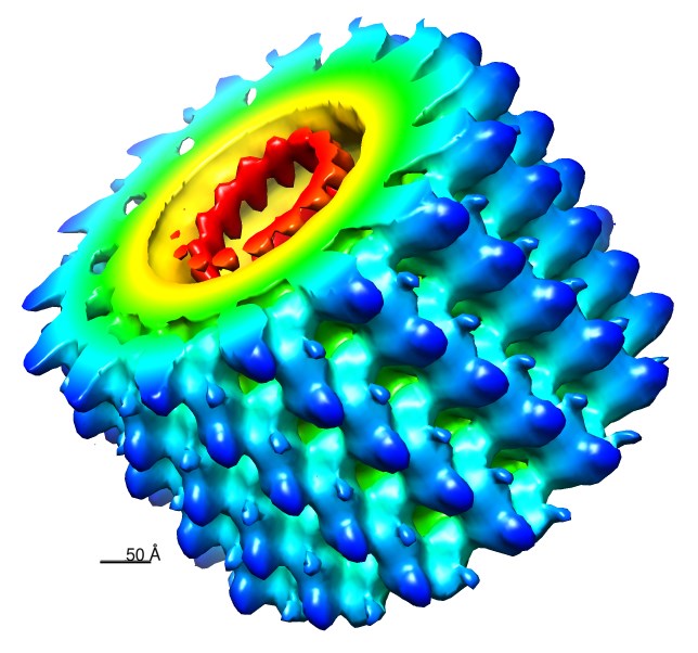 Marburg Virus Diagram