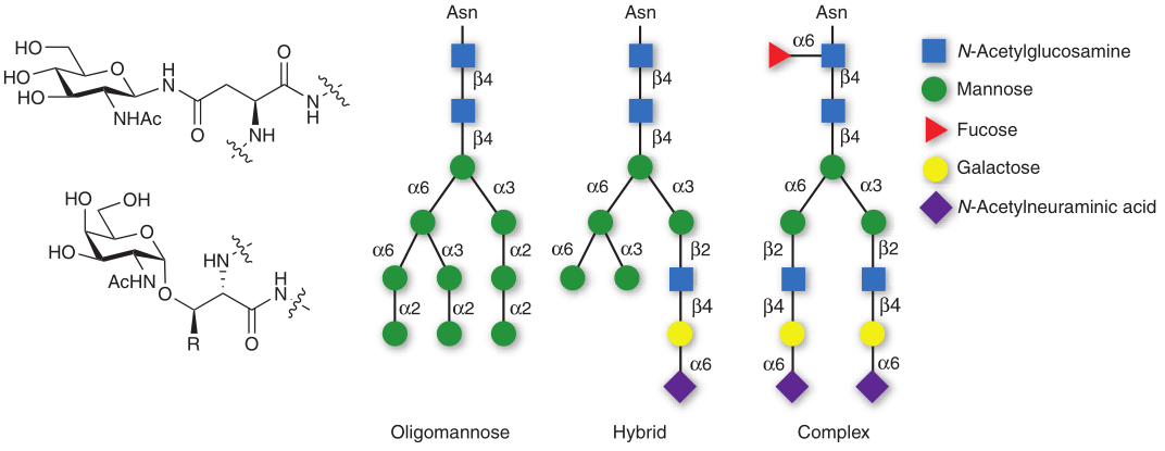 Glycoprotein Molecule