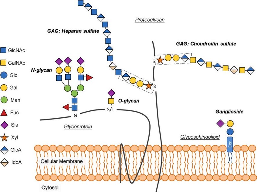 Glycoprotein Diagram