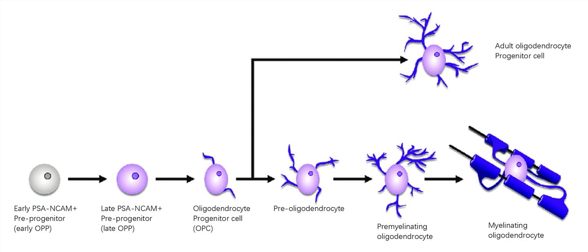 Oligodendrocytes Cells