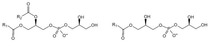 Phosphatidylglycerol Structure