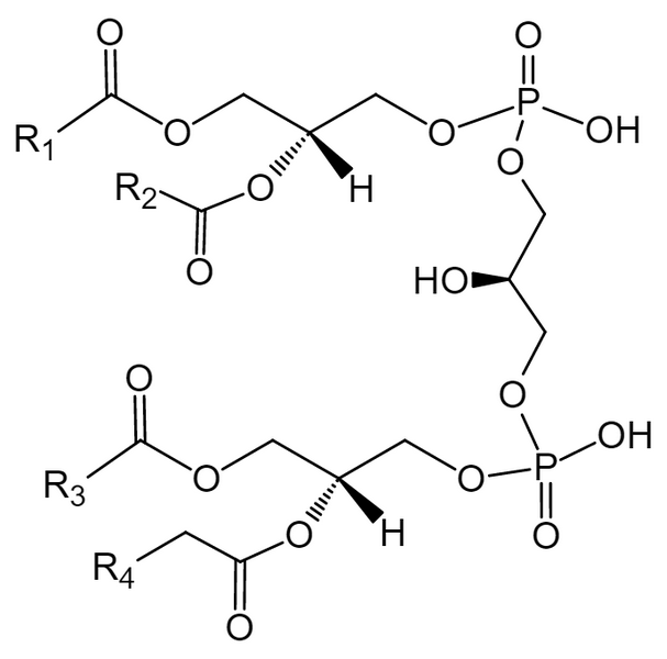 Diphosphatidylglycerol