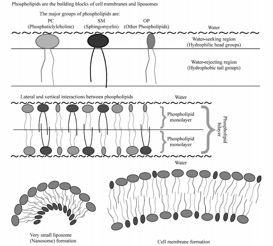 Phospholipid Bilayer Chemical Structure
