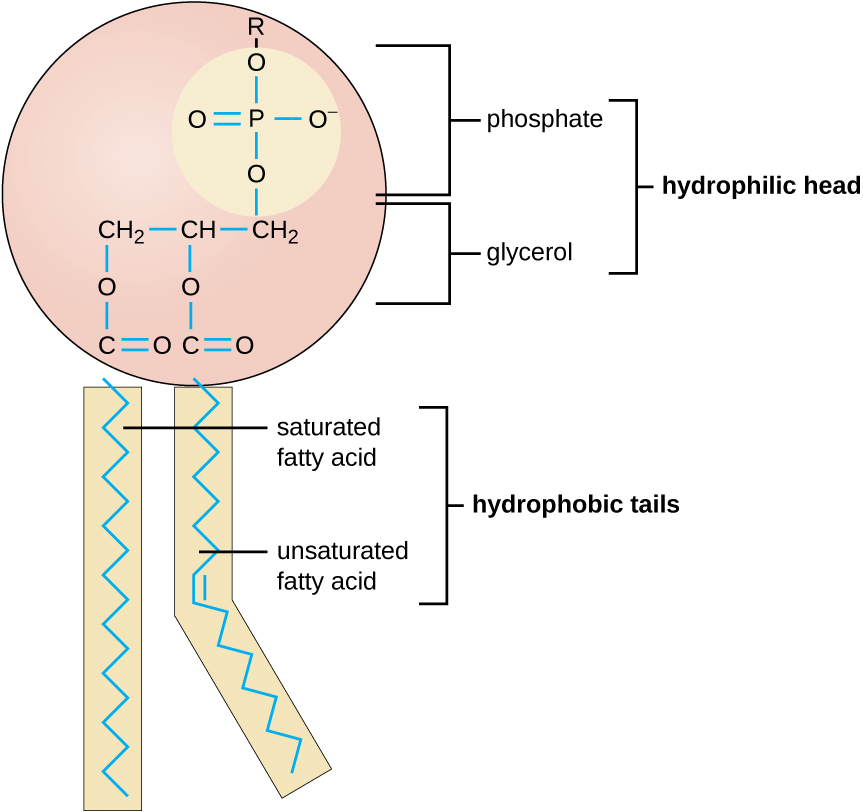Phosphatidylcholine Membrane