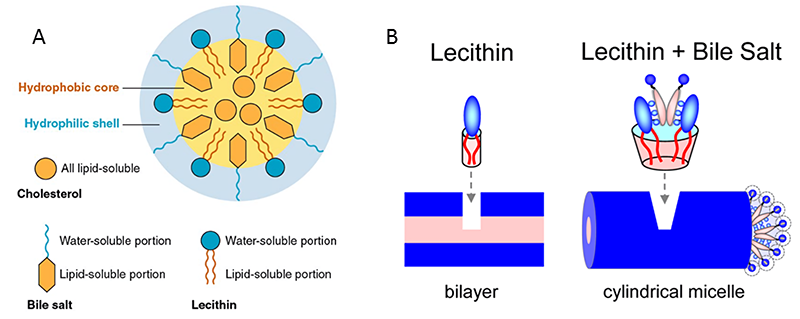 Bile Salt Structure