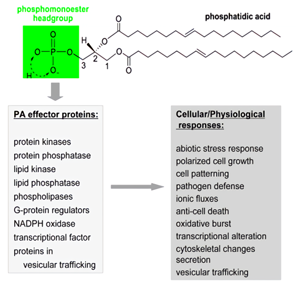 Phosphomonoester