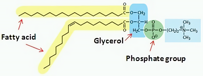Phosphatidylserine Structure