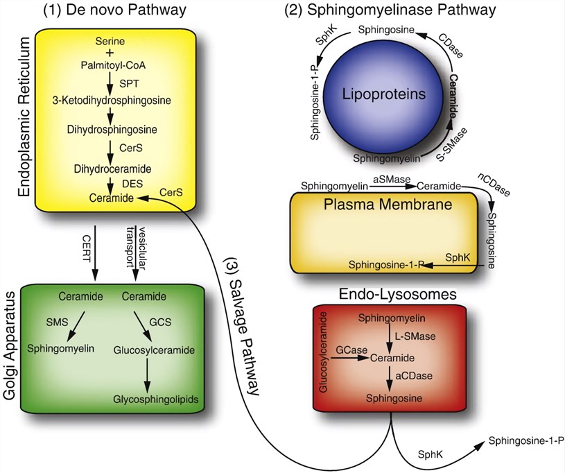 Sphingomyelinase