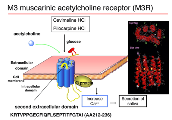 Muscarinic Acetylcholine Receptor
